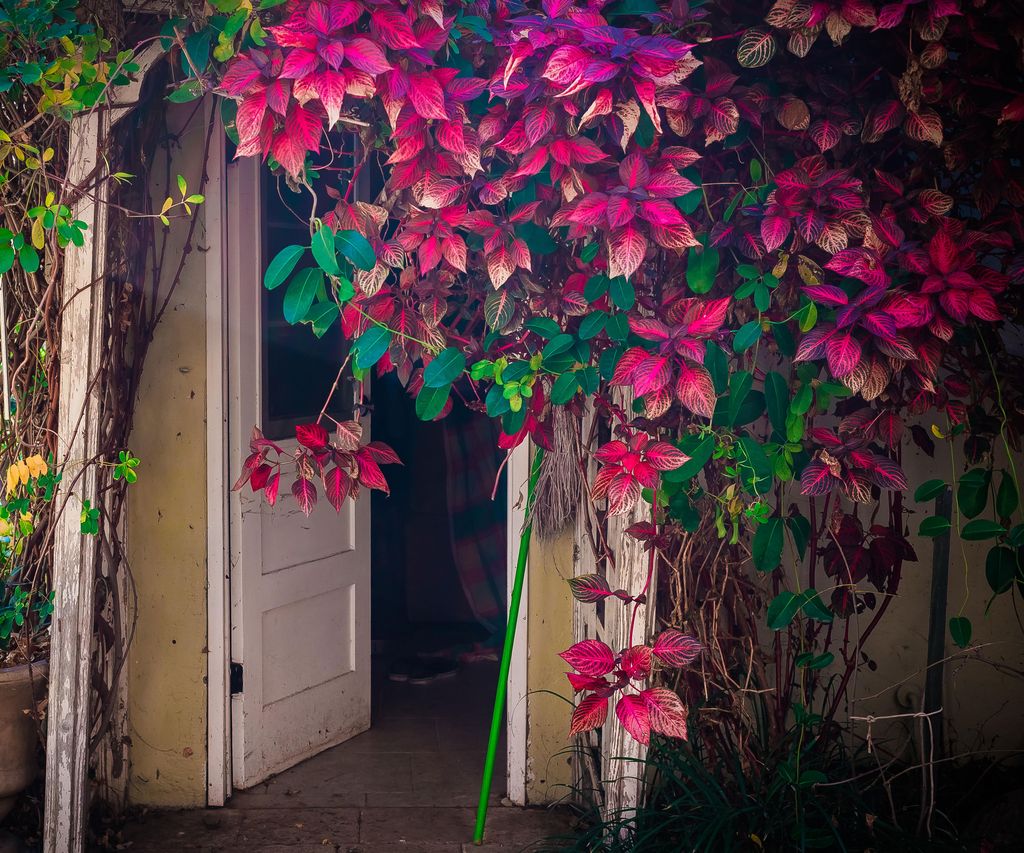 Best plants to cover a shed: 10 inspirational ideas | Homes and Gardens