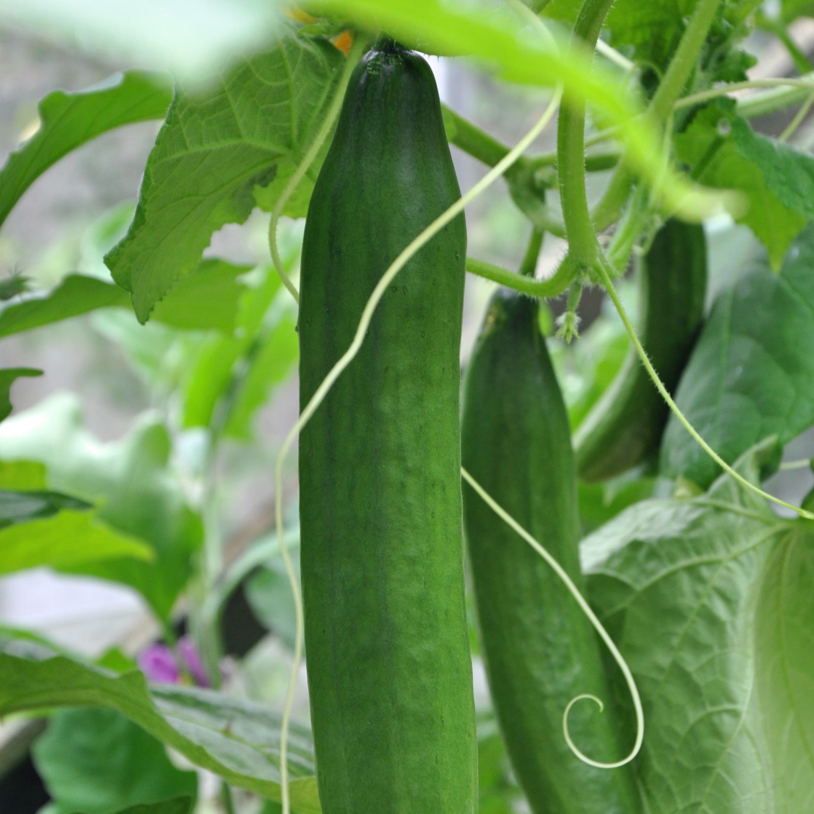 How to grow cucumbers vertically - a step-by-step expert guide | Ideal Home