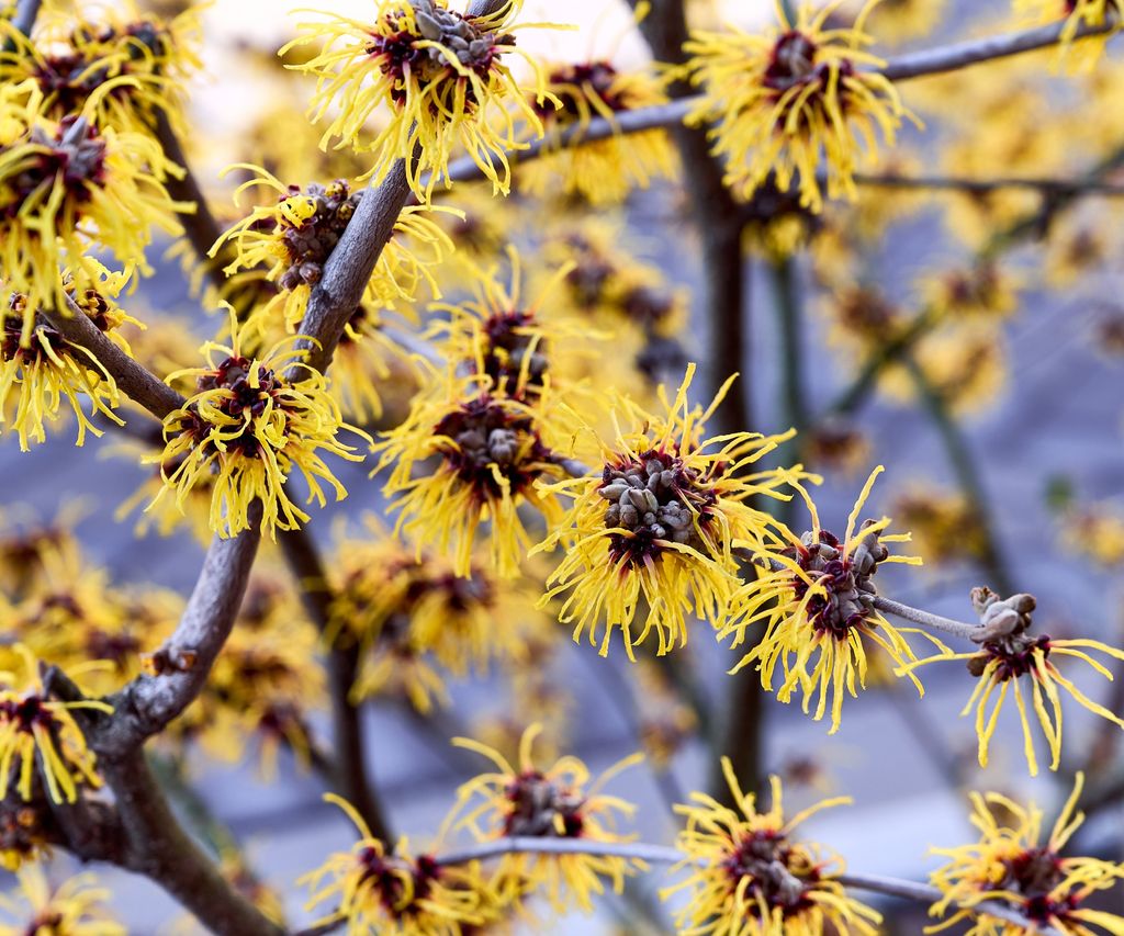 7 Winter Blooming Shrubs That Wow All Winter Long | Gardening Know How