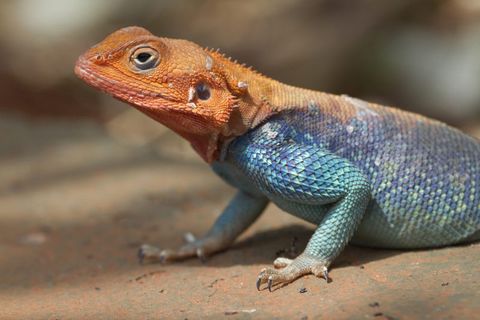 Image Gallery: Acrobatic Tricks of Lizards & Robots | Live Science