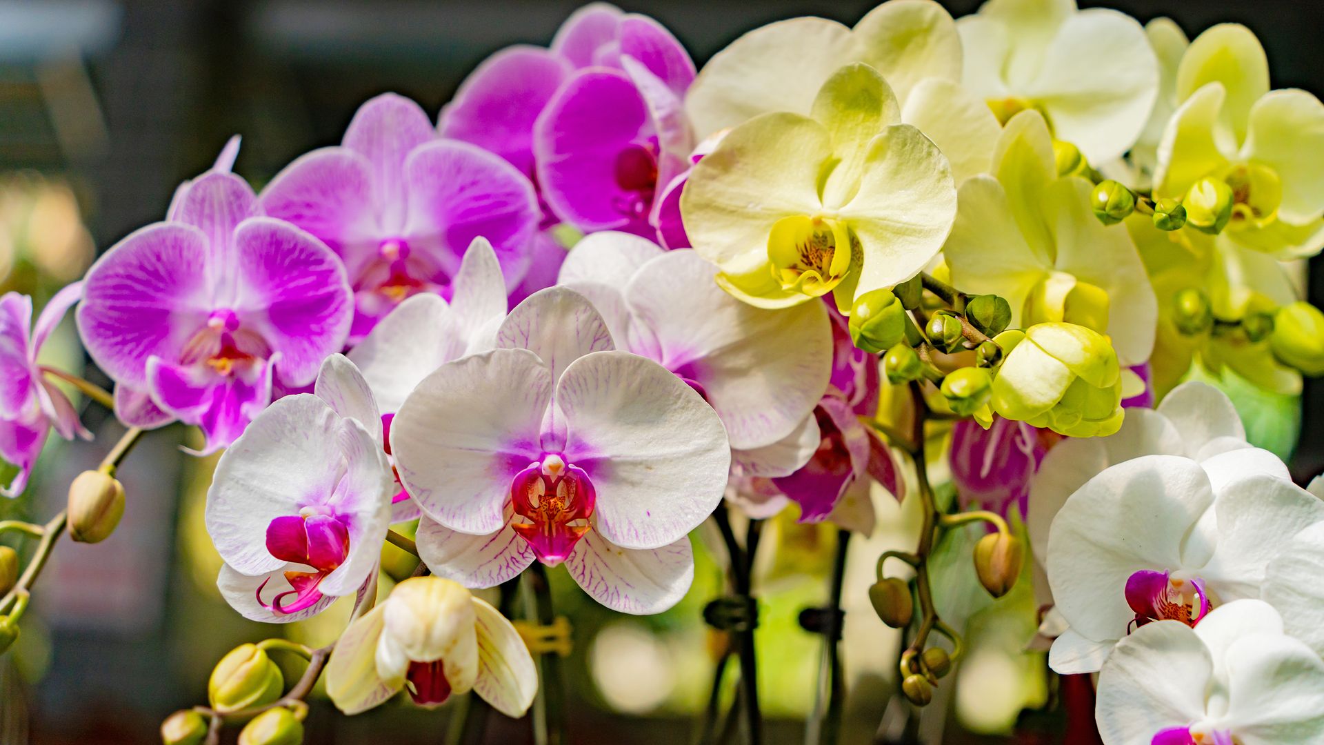 Easy Homemade Orchid Fertilizer Recipes To Bring More Blooms ...