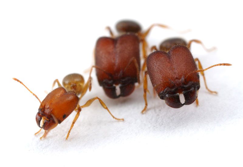 Scientists Make Supersoldier Ants | Live Science