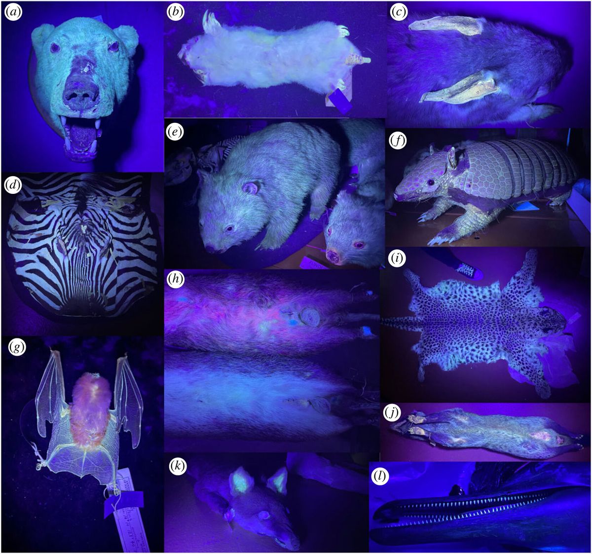 Loads of mammals — including cats — glow under UV light, but we don't ...