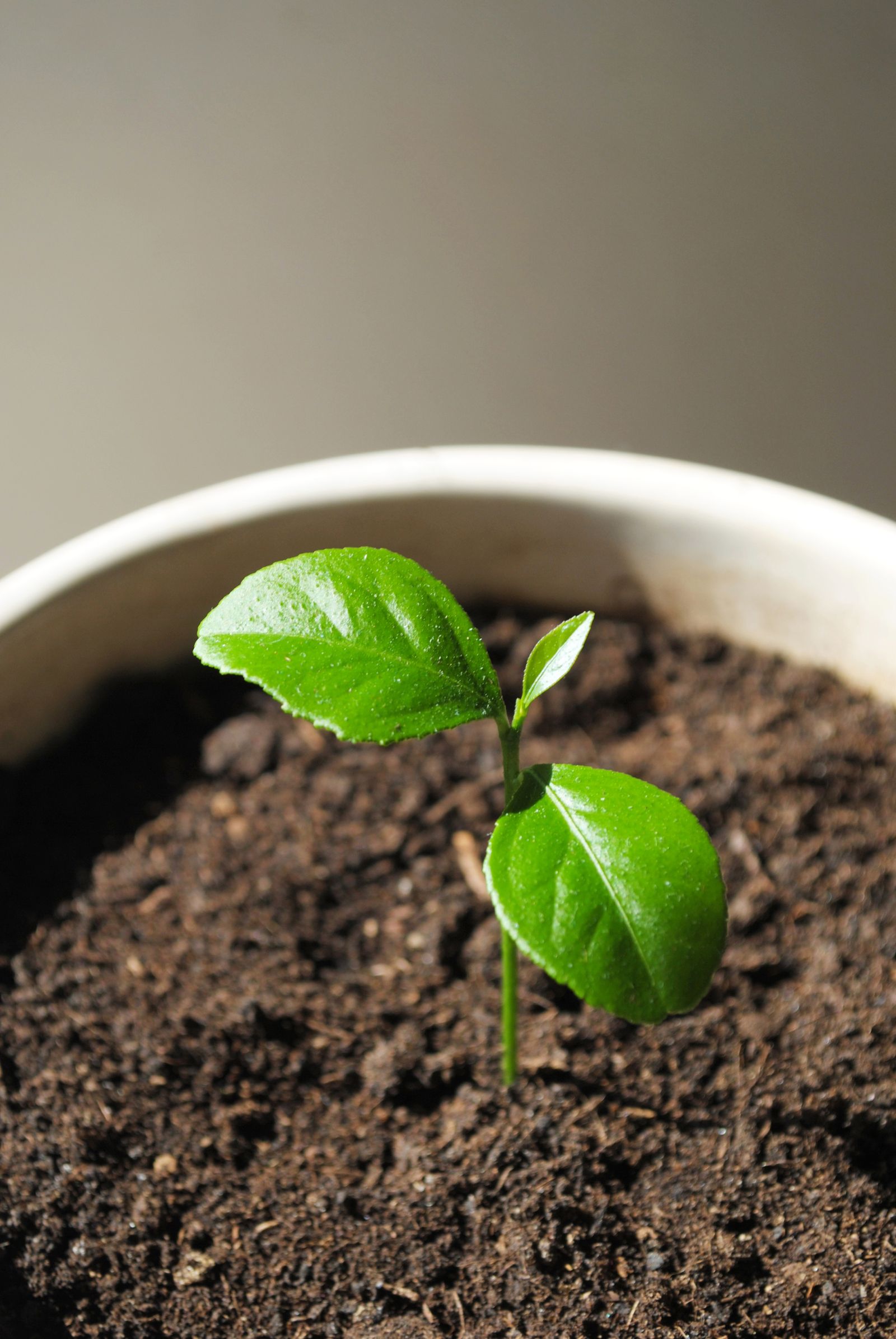 How to grow lemon from seed | Homes and Gardens