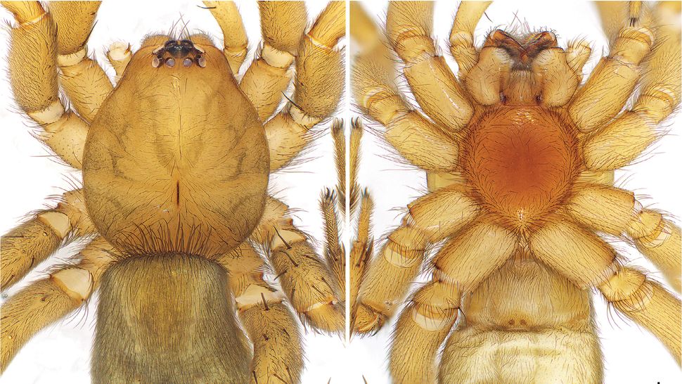 20 of the best named animal species on Earth, from Boops boop to Agra ...