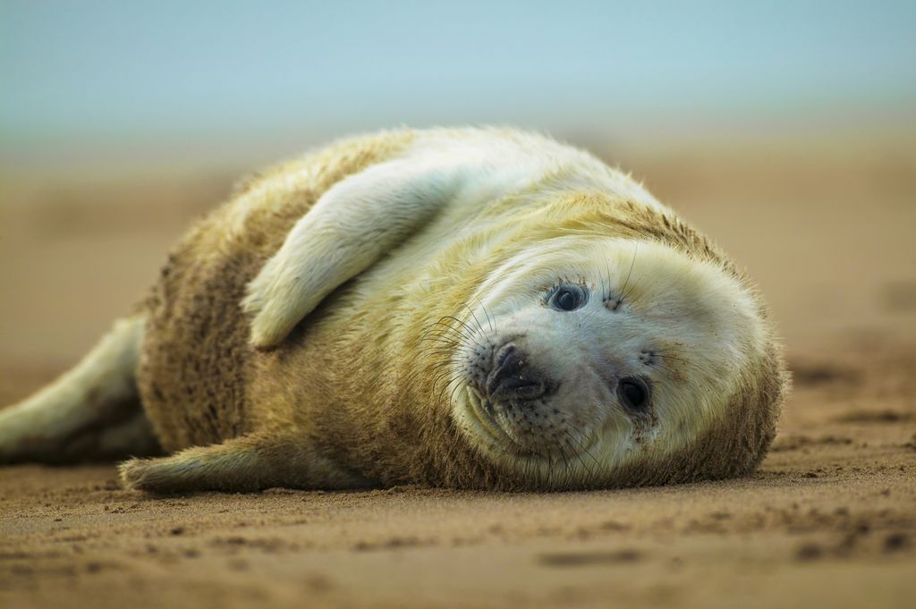 It’s creatures great and small in the Country Life Quiz of the Day ...