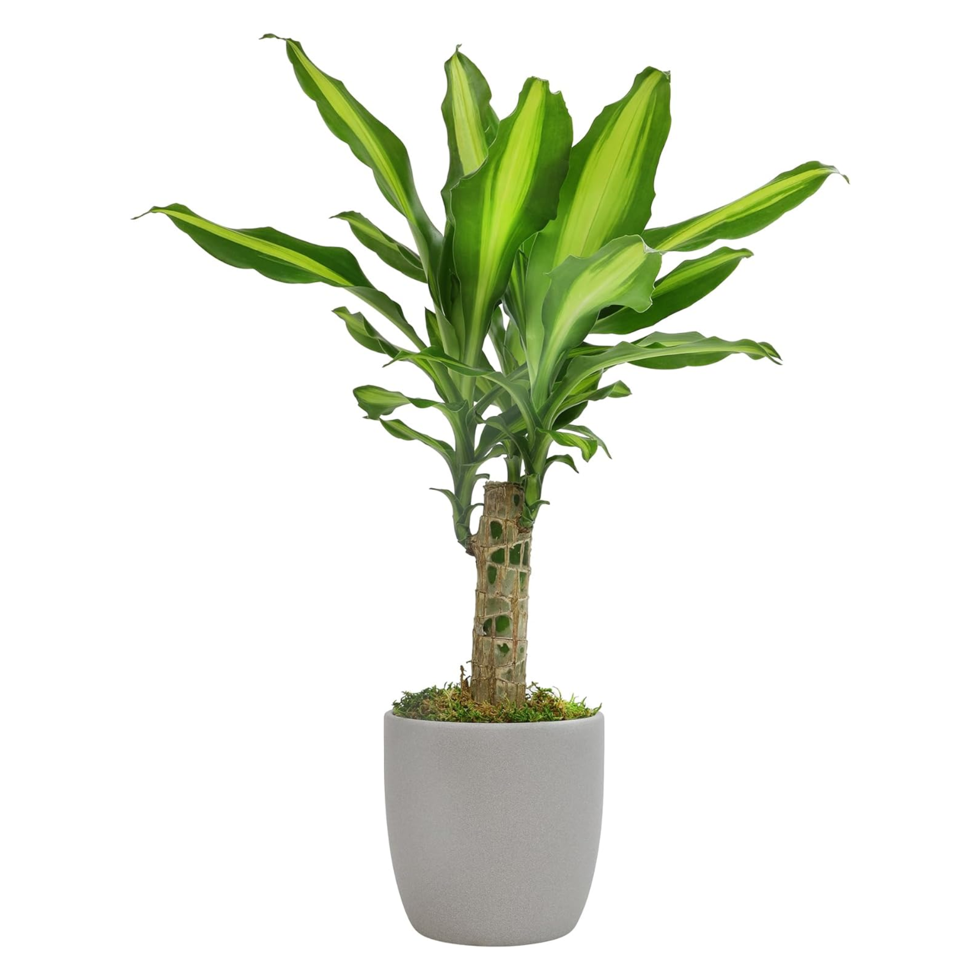 How to Save a Dying Corn Plant — 5 Common Problems | Livingetc