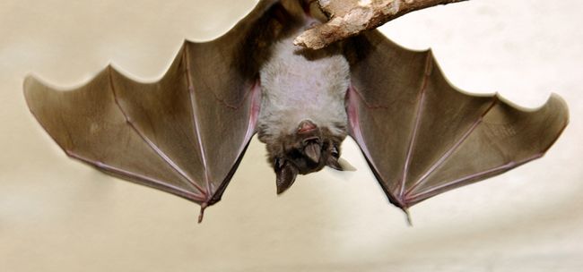 Bad-Rap Bats in Danger of Extinction Around the World | Live Science