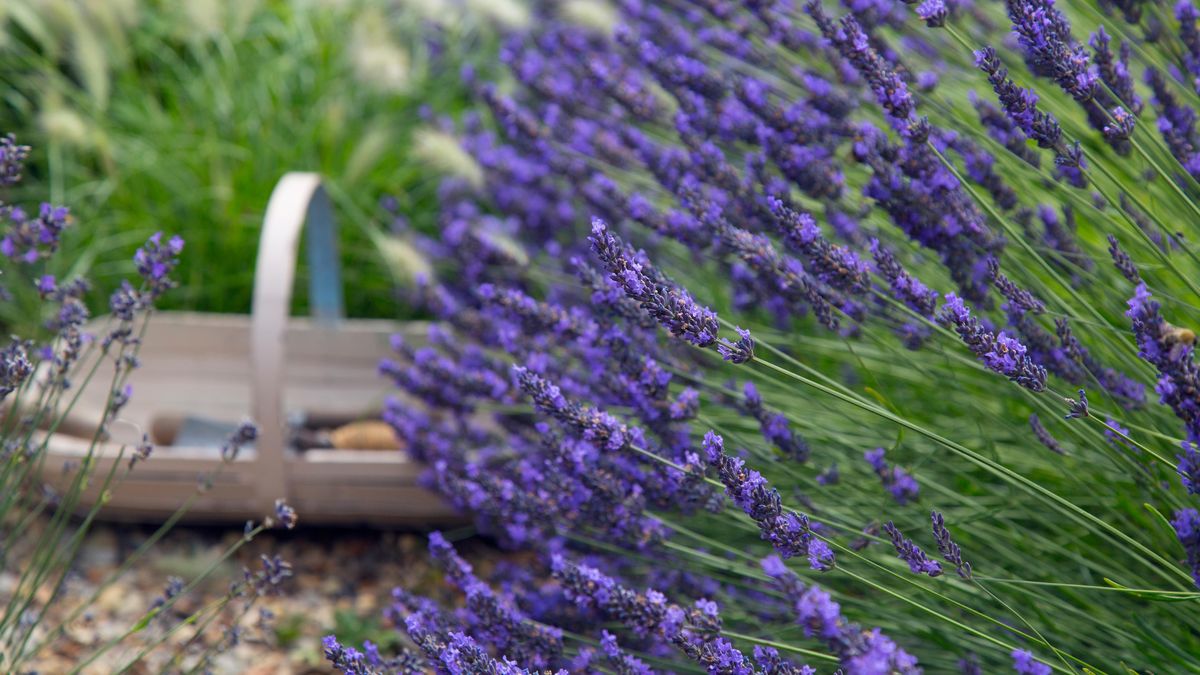 10 fuss-free shrubs for small gardens | Gardeningetc