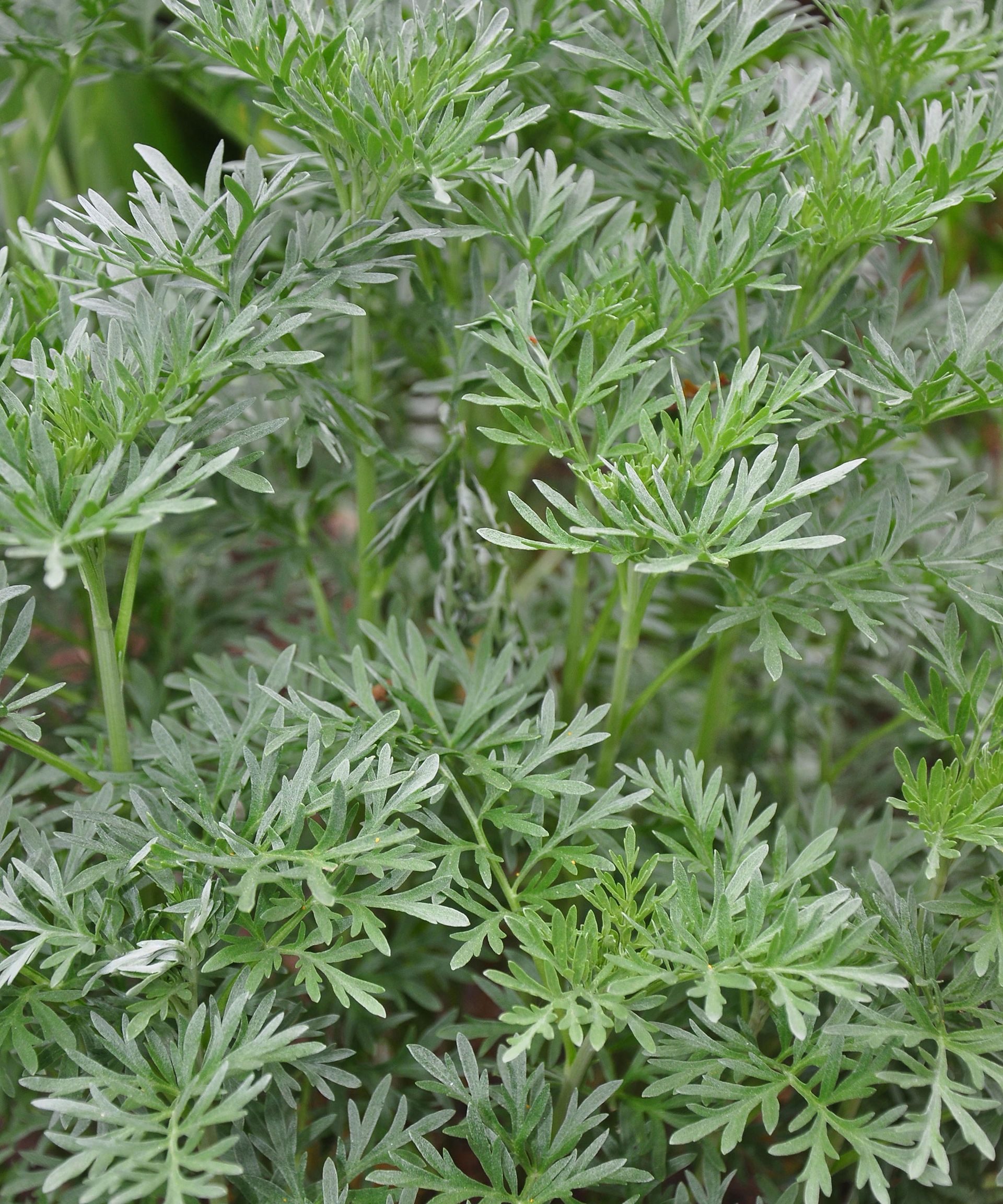 Best pest-repellent plants: 10 ways to deter pesky bugs | Homes and Gardens