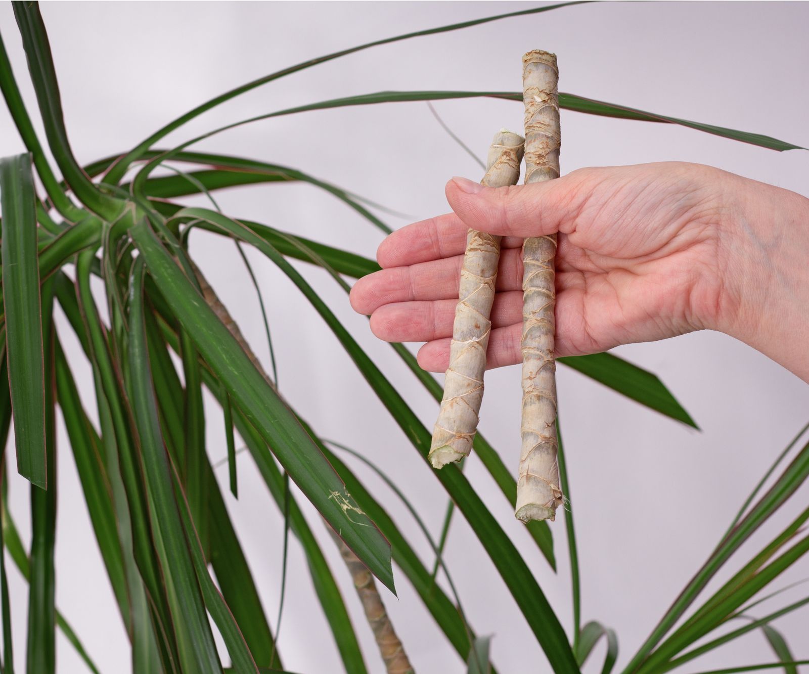 How to propagate a dragon tree in 3 easy steps | Homes and Gardens