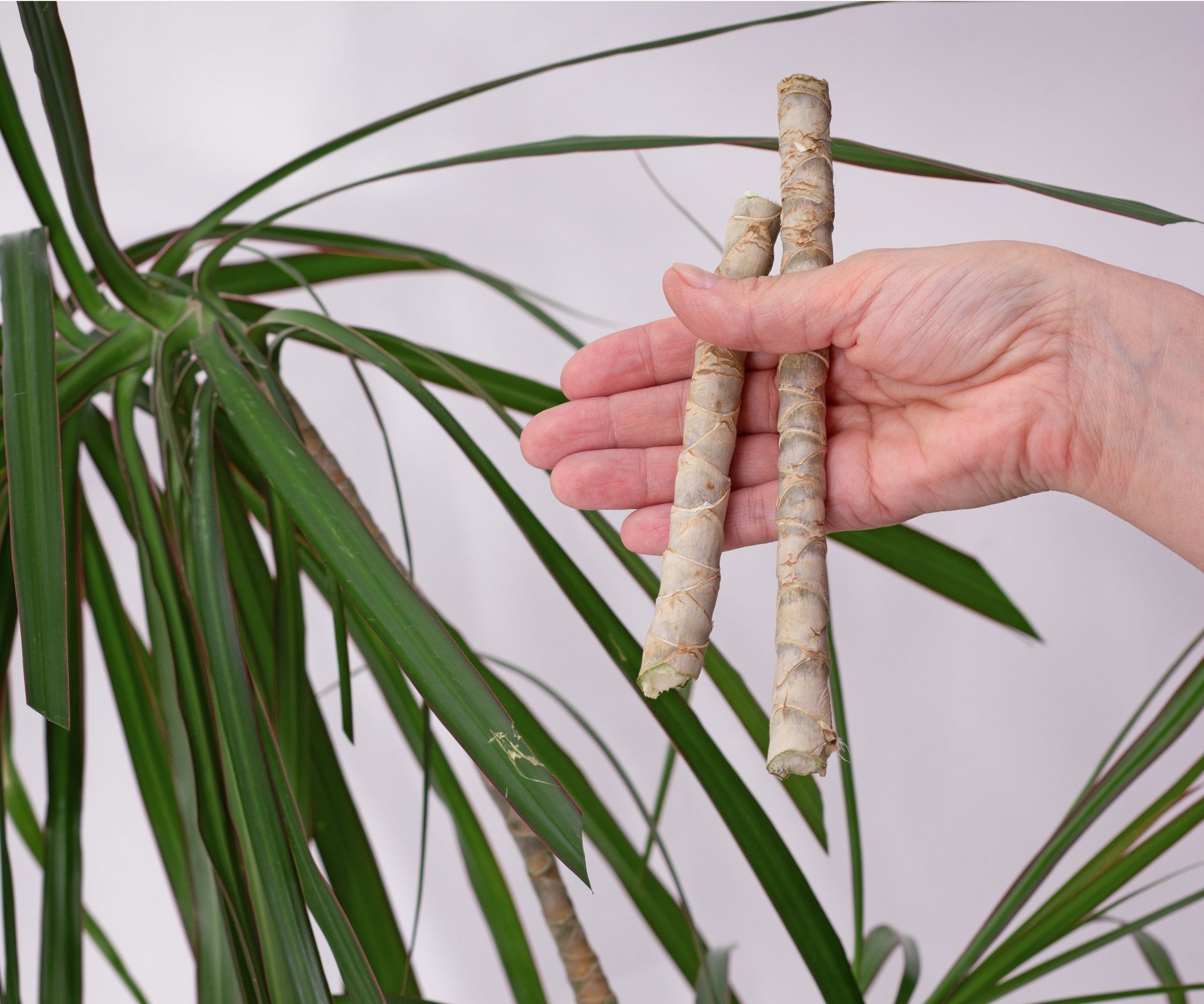 How to propagate a dragon tree in 3 easy steps | Homes and Gardens