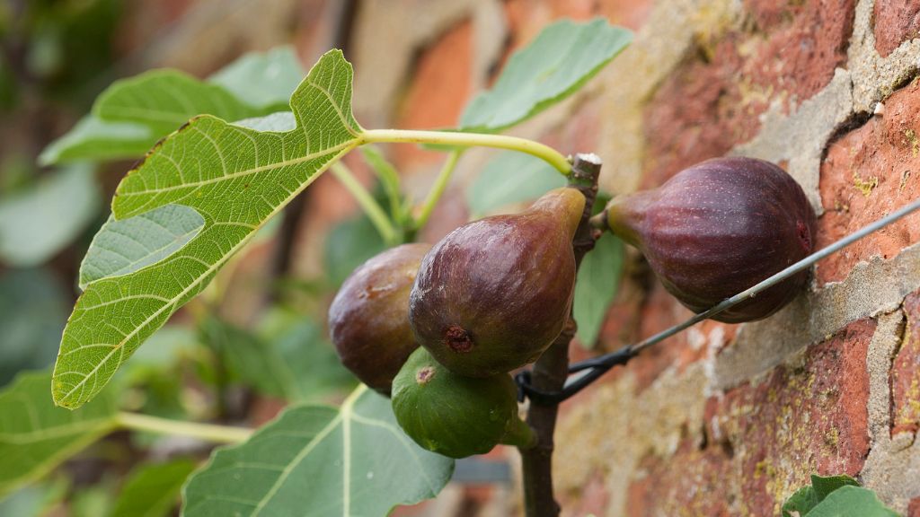 Fall Fruit Trees: Why Your Homegrown Figs Aren't Always Just for You ...