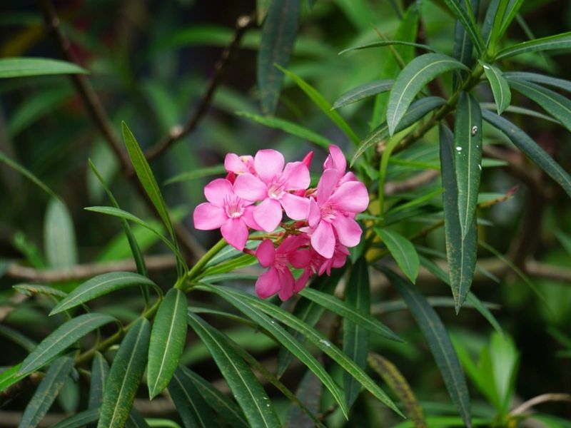Tips & Information about Oleander | Gardening Know How