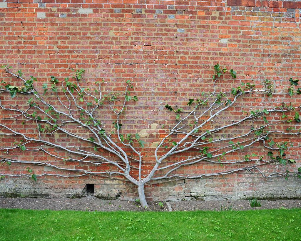 How to prune fig trees: top tips from the experts | Gardeningetc