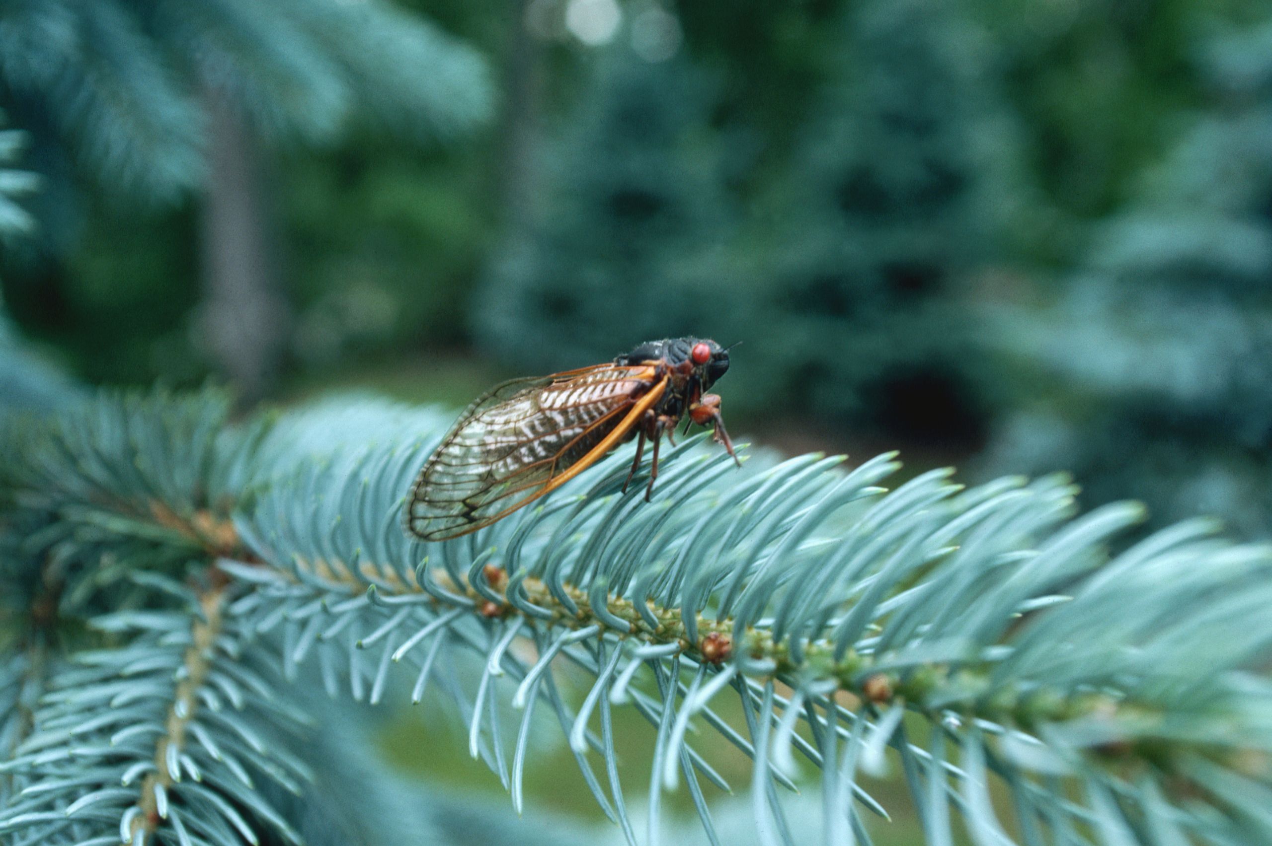 How To Get Rid of Cicadas? Here's What Experts Say You Should Do