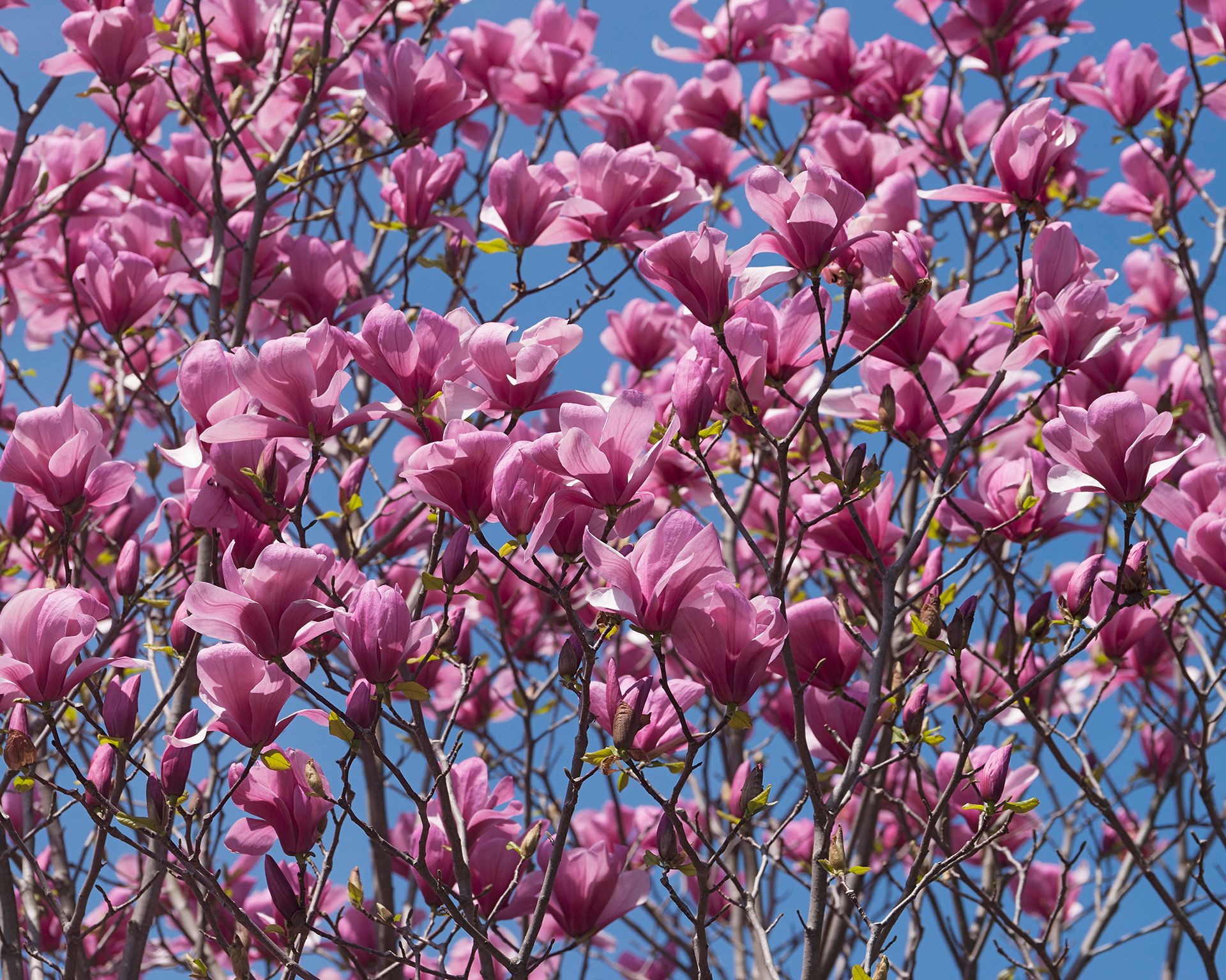 Pink magnolia trees: the top choices for every garden | Gardeningetc