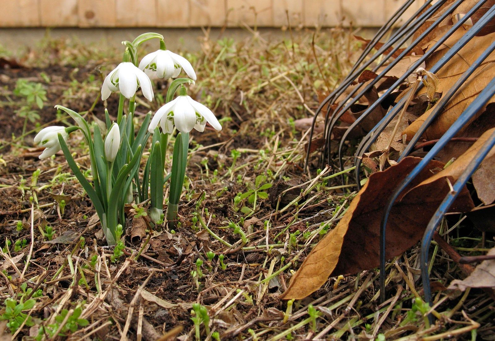 Spring Clean Your Garden Correctly – When Should I Clean Up My Garden ...