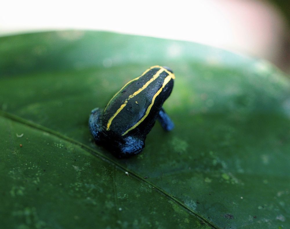 Frog Fake-Out: Gallery of Real & Decoy Amphibians | Live Science