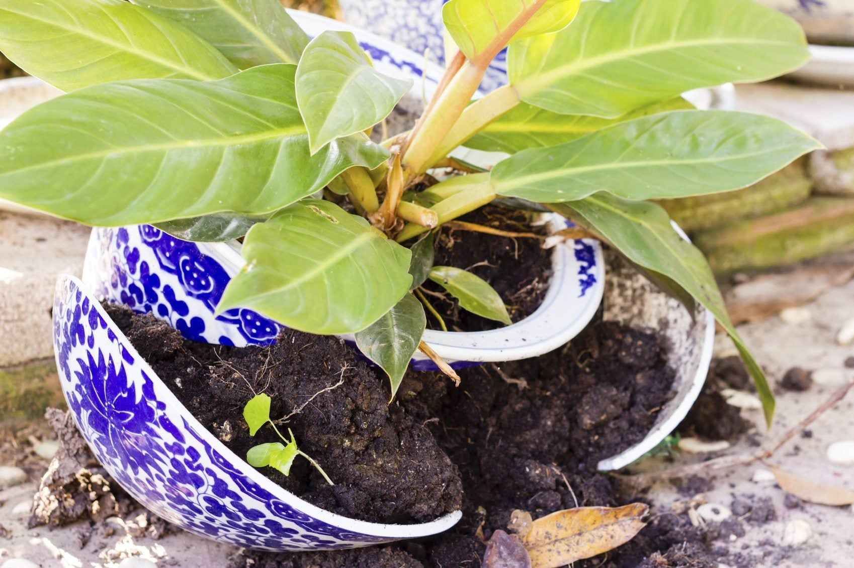 Broken Pot Garden Ideas: How To Make A Garden From Broken Pots ...