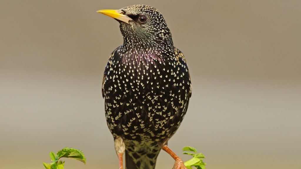 The world's most invasive species | The Week