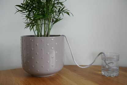 We Tried the DIY Self-Watering Planter Hack Using Rope | Livingetc