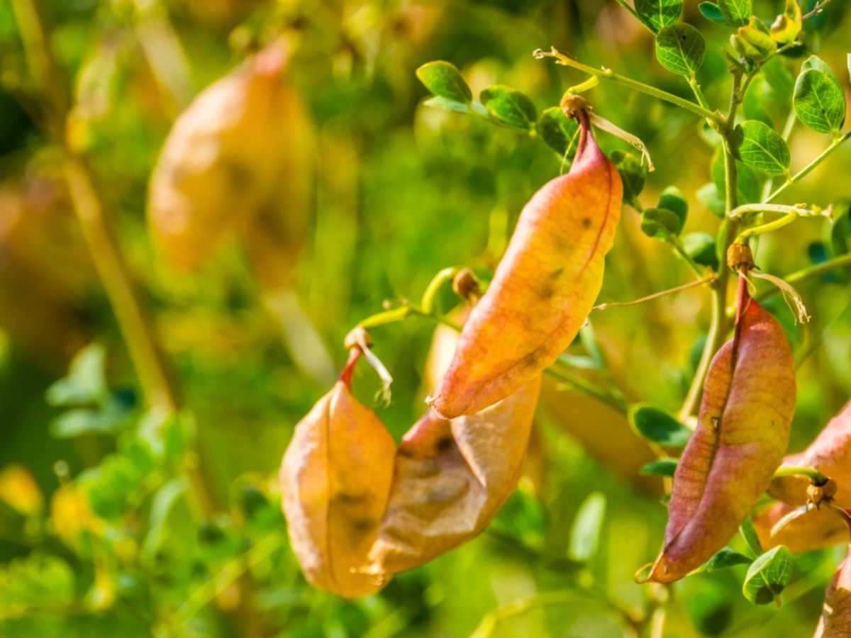 What Is A Bladder Senna: Learn About Bladder Senna Shrub Care ...