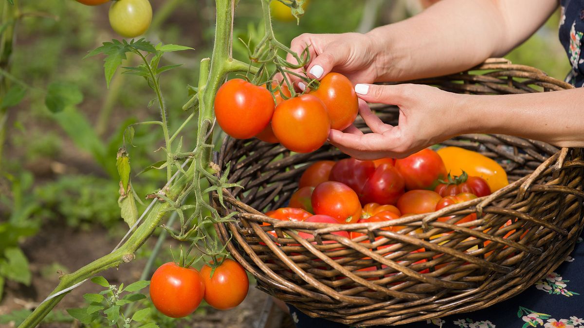 3 ways to tell that your tomatoes are ready to harvest | Tom's Guide