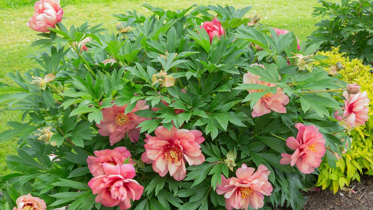 7 disease-resistant plants to grow | Tom's Guide