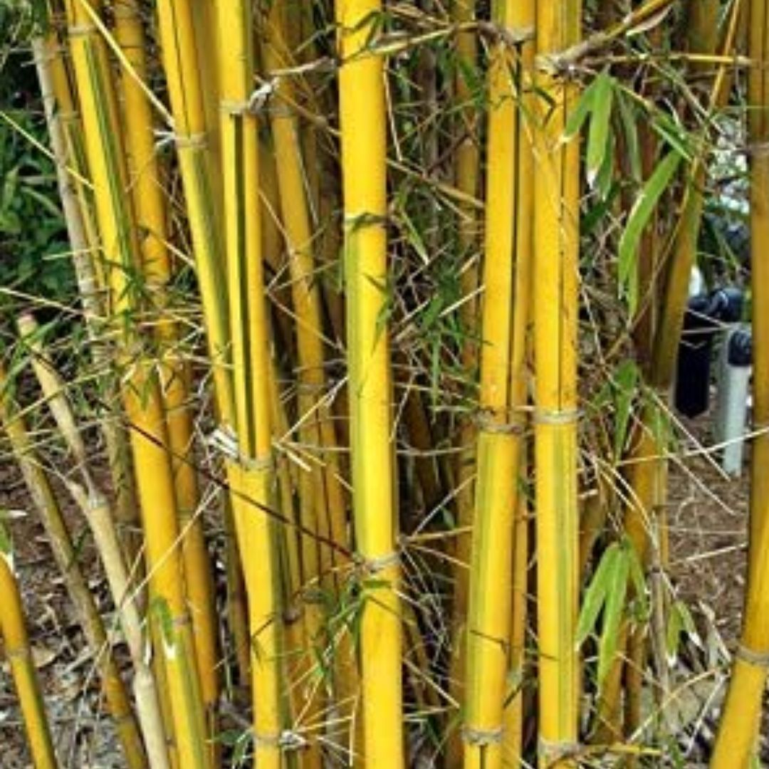 How to Revive a Bamboo Plant — Expert Steps to Rescue Yours | Livingetc