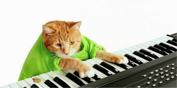 The Only 11 Cat Videos You Actually Need To Watch | Cinemablend