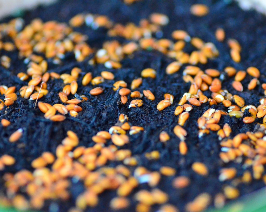 How to grow cress: expert tips for sowing and growing | Gardeningetc