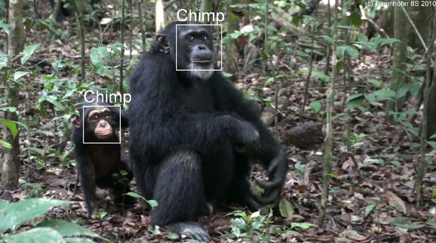 Image Gallery: Snapshots of Unique Ape Faces | Live Science