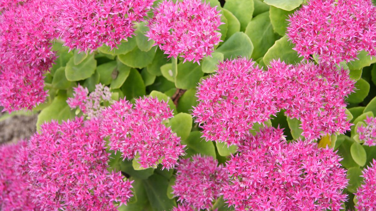 Too Good To Be Forgotten: 8 Best Underrated Plants To Try | Gardening ...