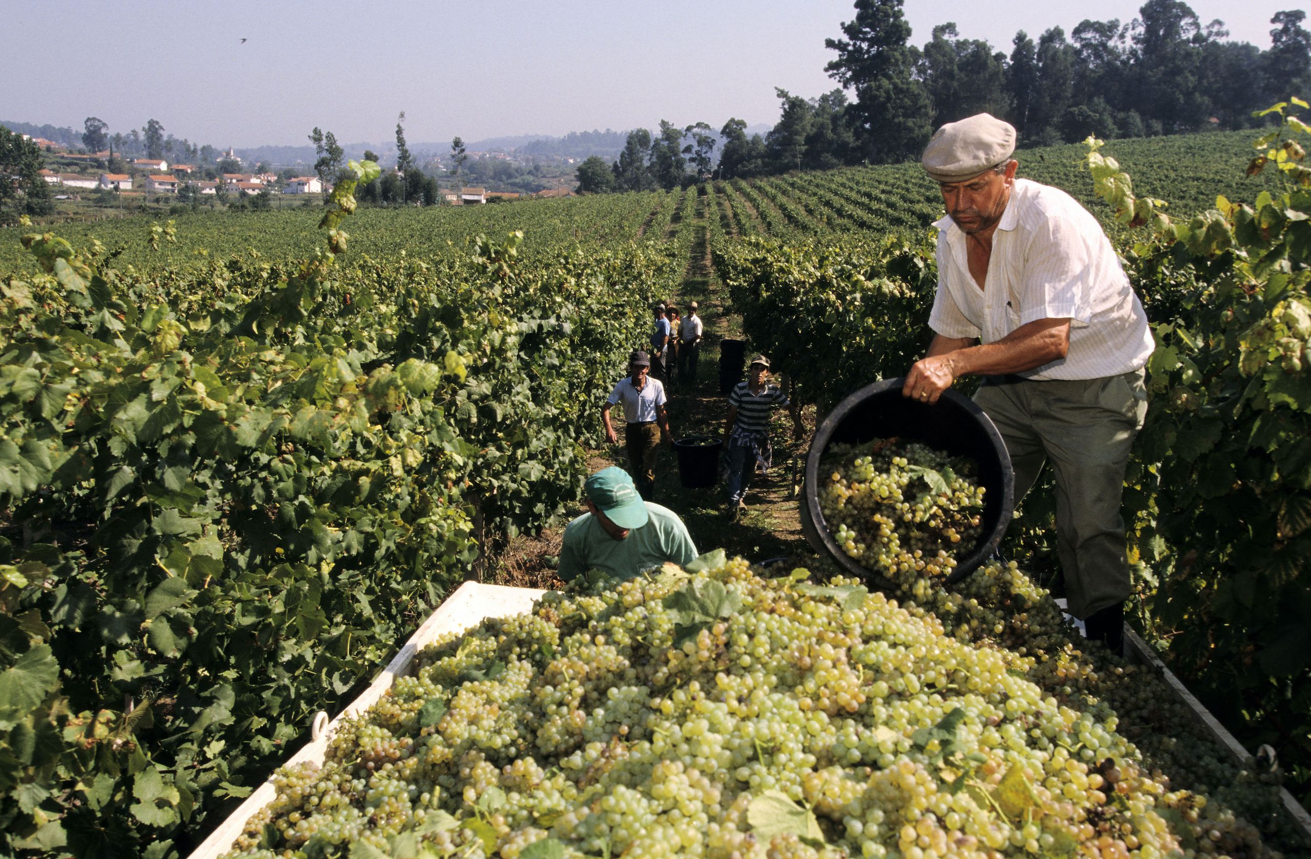 Patrick Galbraith: 'The idea that a bar in Norfolk selling vinho verde ...