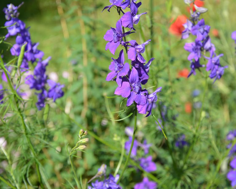What to plant in August: 14 flowers to sow or grow | Gardeningetc