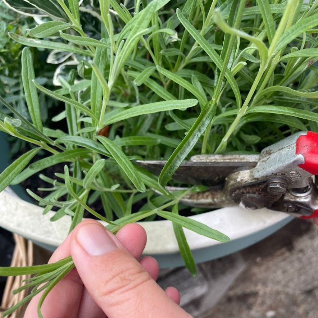 How to take lavender cuttings and propagate them | Ideal Home