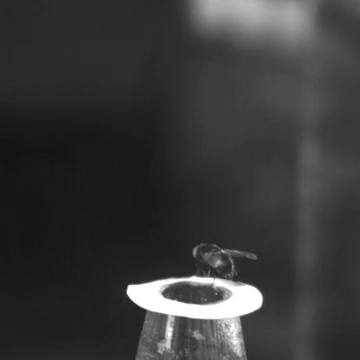 Why are flies so hard to swat? | Live Science