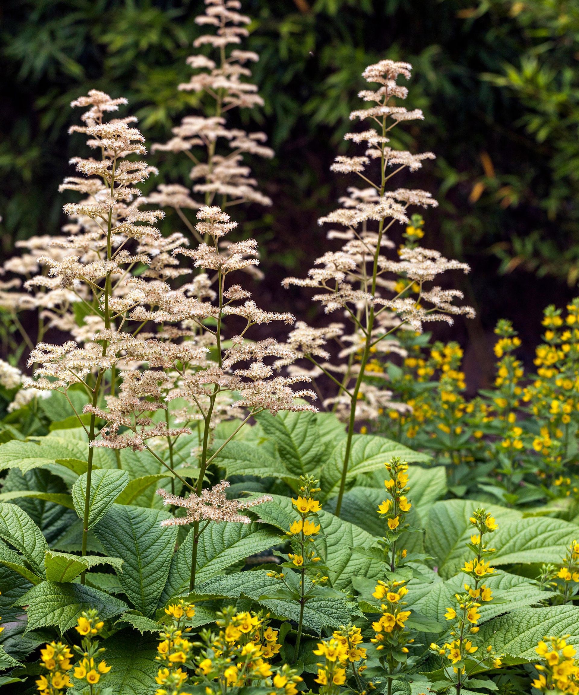 Part-shade perennials: 11 picks for your backyard | Homes and Gardens