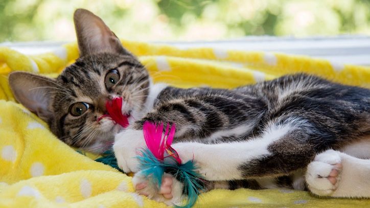 Best cat toys: 15 toys to sharpen a kitty's mind and body | PetsRadar