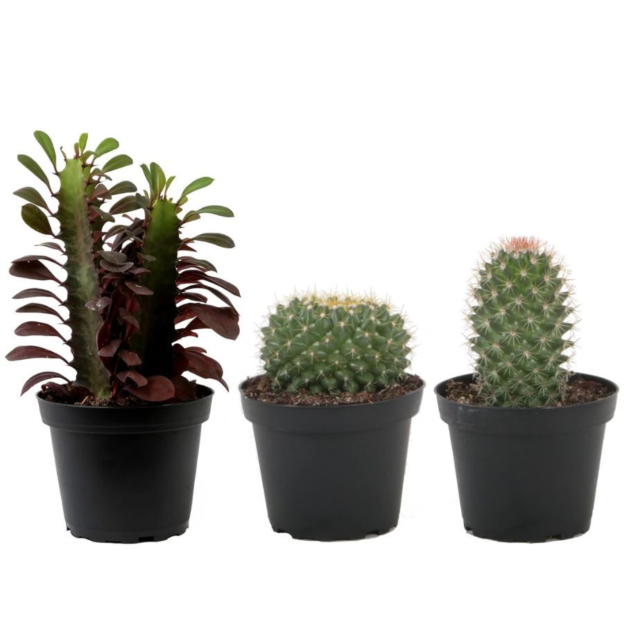 Decorating with Cacti — 5 Ways to Display These Plants | Livingetc