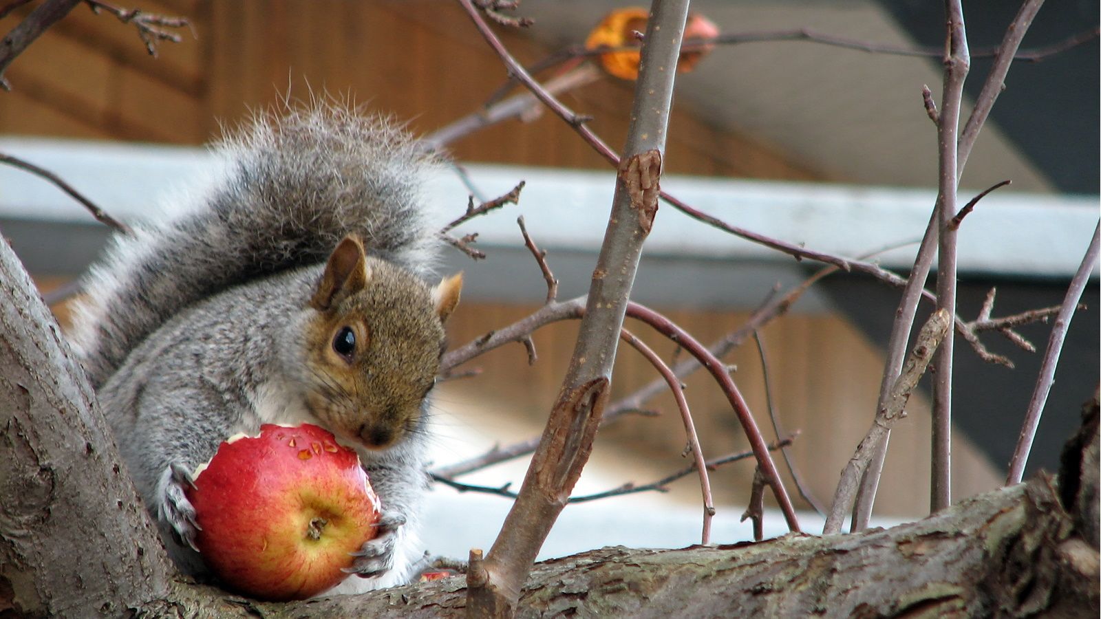 How to keep squirrels away from fruit trees: 3 solutions | Homes and ...