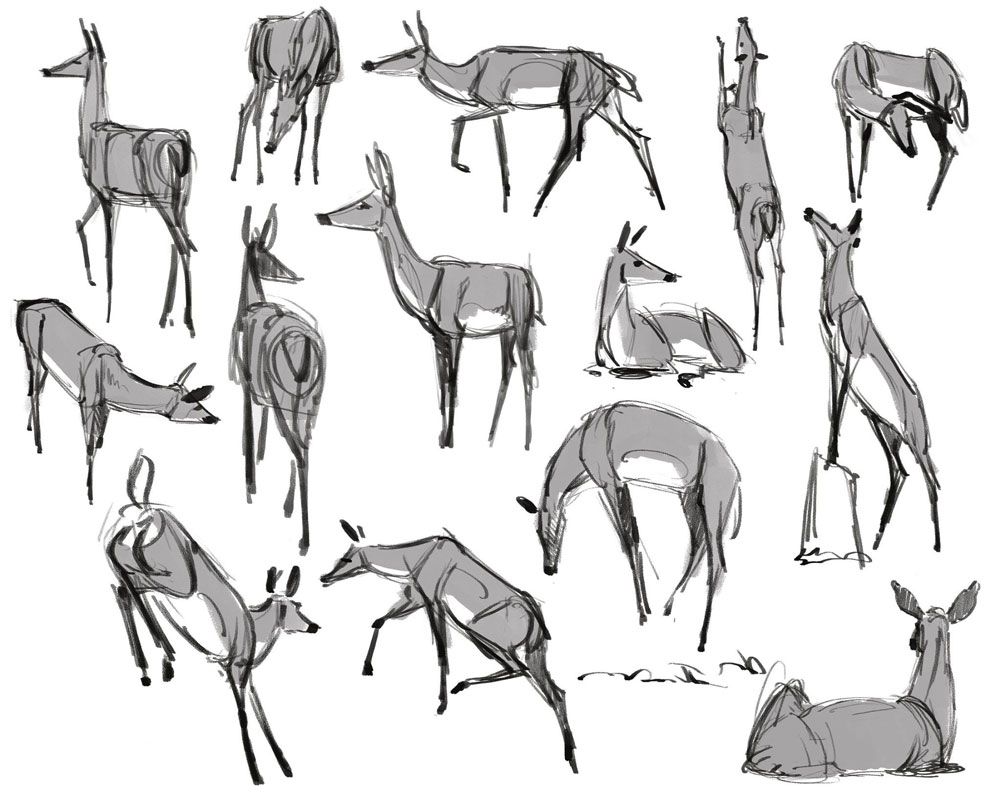 How to draw animals: 15 top tips | Creative Bloq