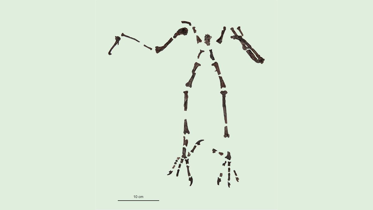 55 million-year-old owl with 'murder feet' unearthed | Live Science
