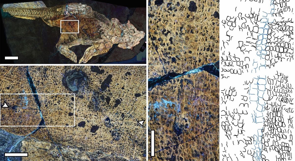 Dino with 'perfect and unique' butthole also had the oldest belly ...