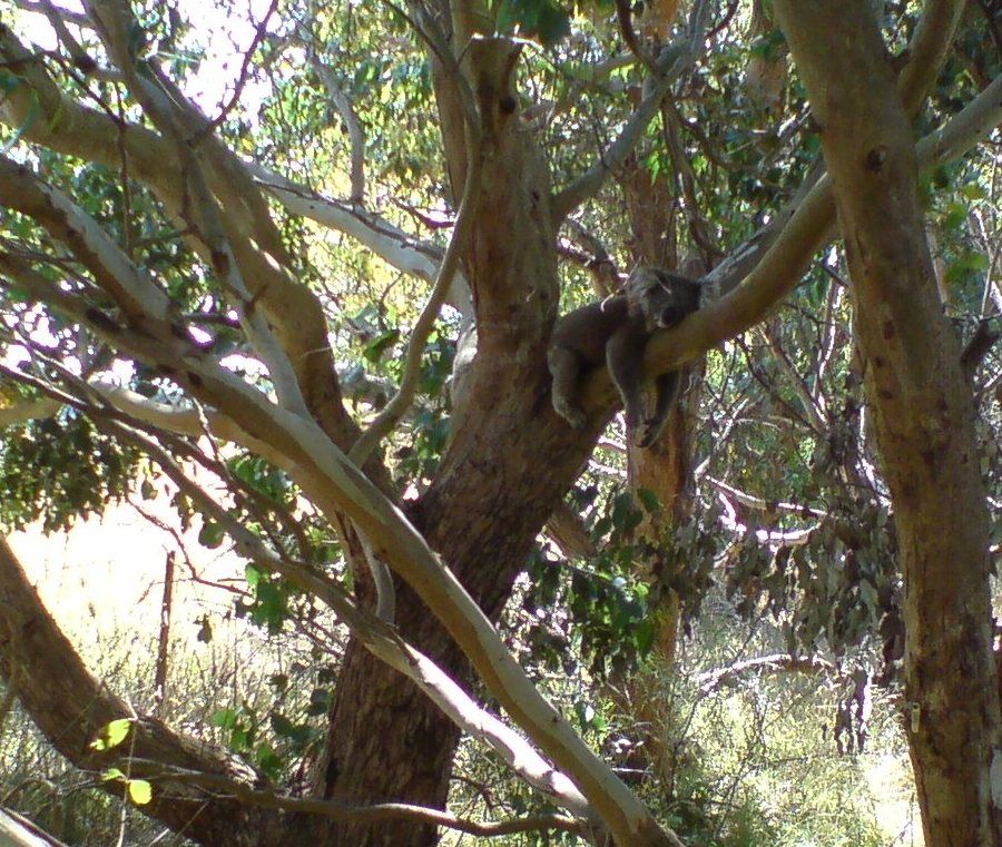 In Images: Koalas Hugging Trees | Live Science