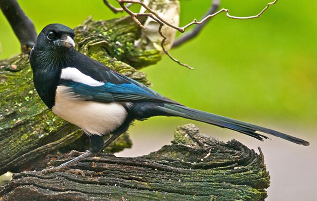 How to salute a magpie | Country Life