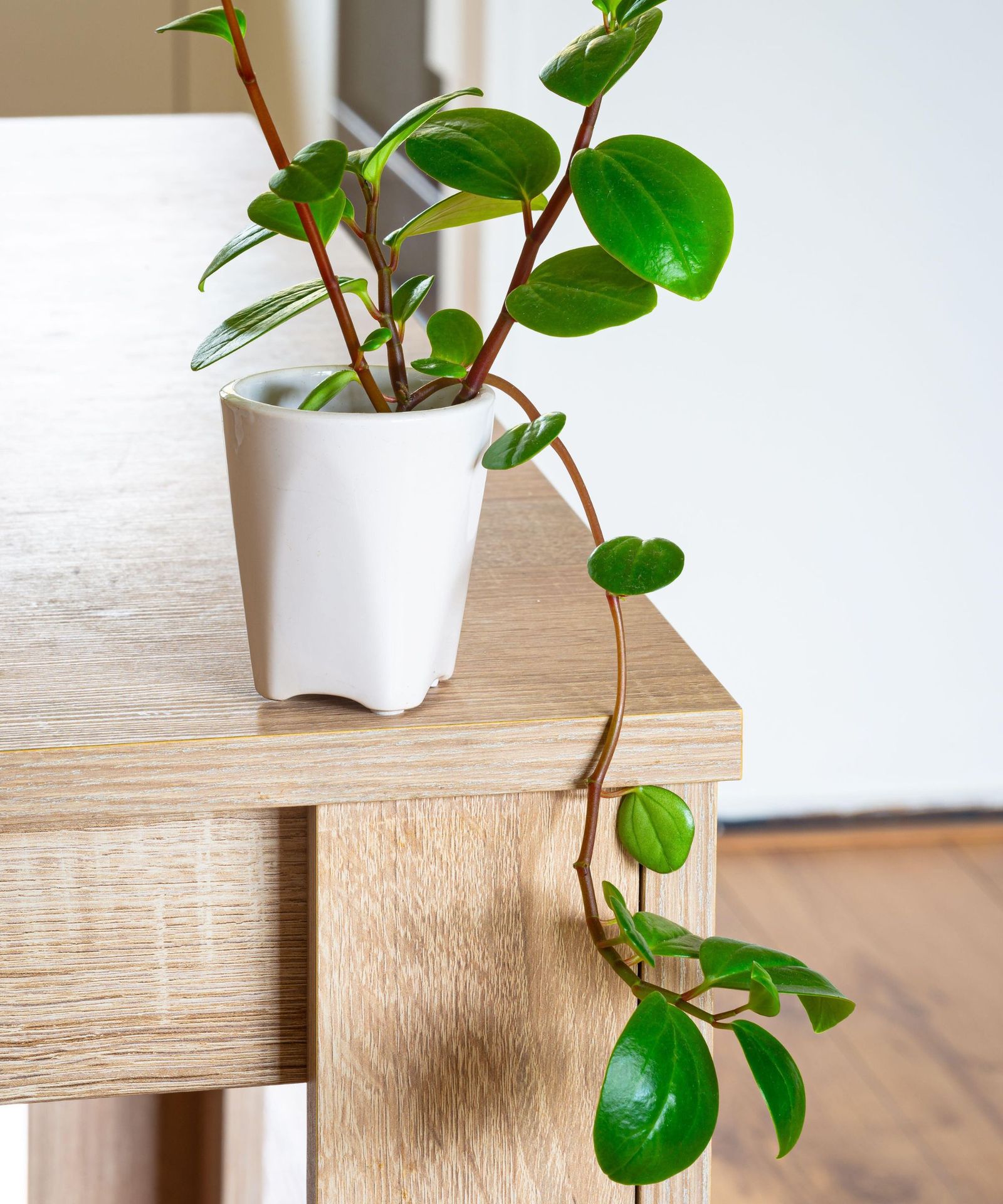 How to care for a trailing jade plant: 9 simple steps | Homes and Gardens