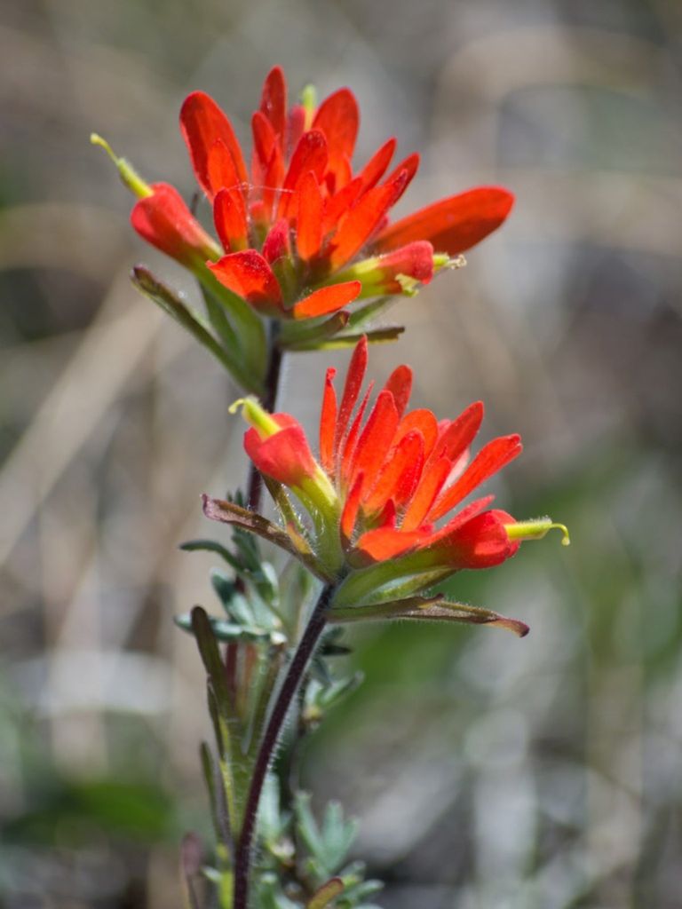 Growing Castilleja - Learn About The Indian Paintbrush Plant ...
