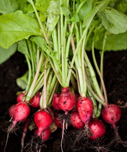 Vegetables to plant in fall: we look at 10 of the best | Homes and Gardens